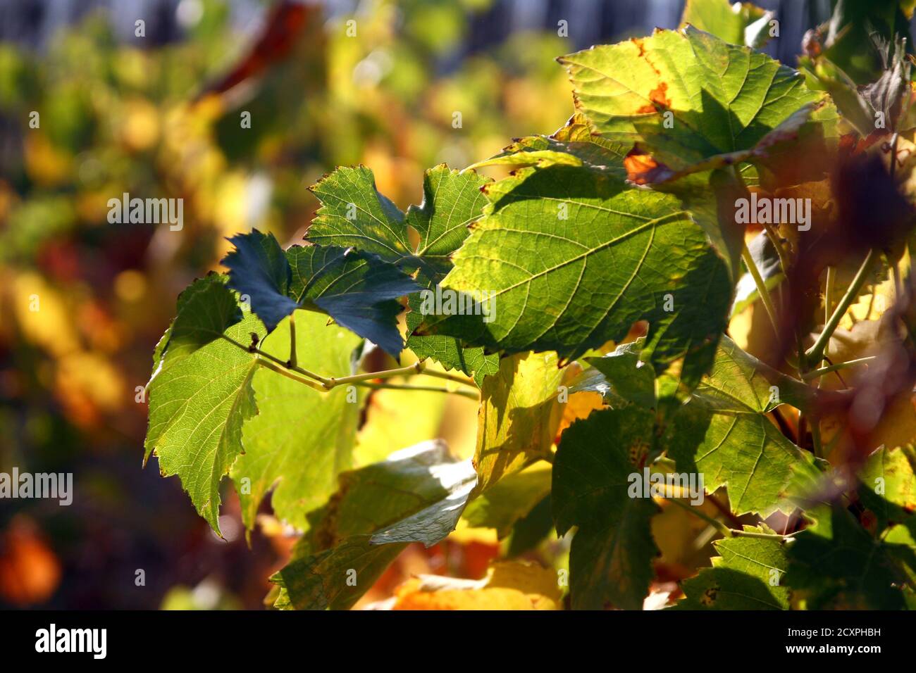 Vines leaves in autumn hi-res stock photography and images - Alamy