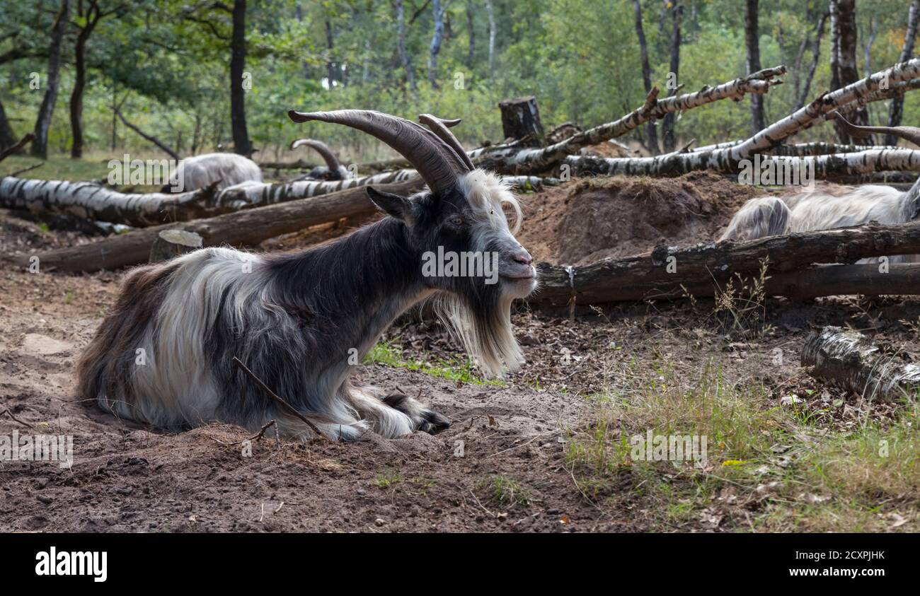 male goat with big horns laying ont he ground in a great forest in ...