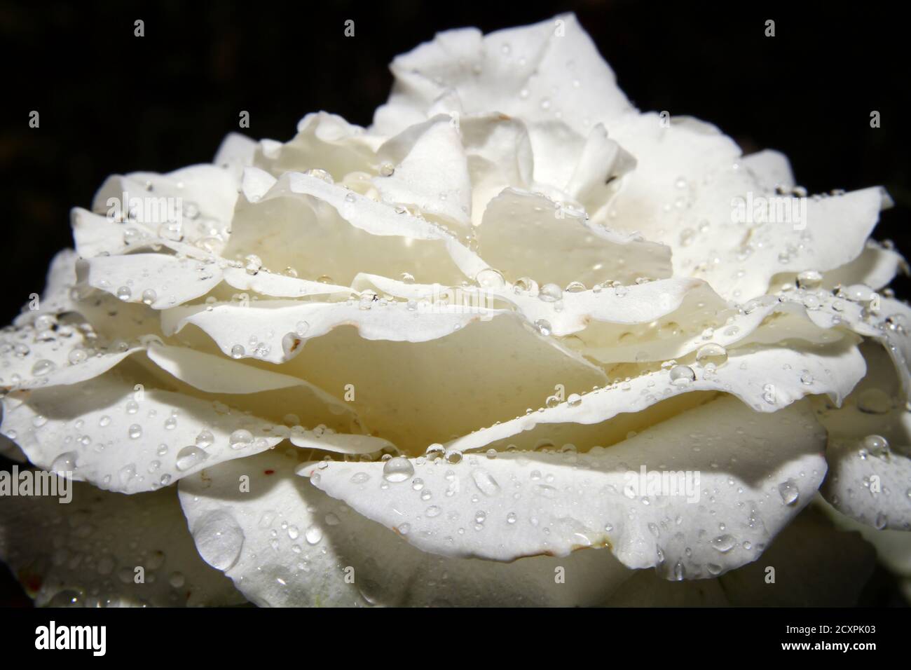 White rose drop on garden, close up macro Stock Photo - Alamy