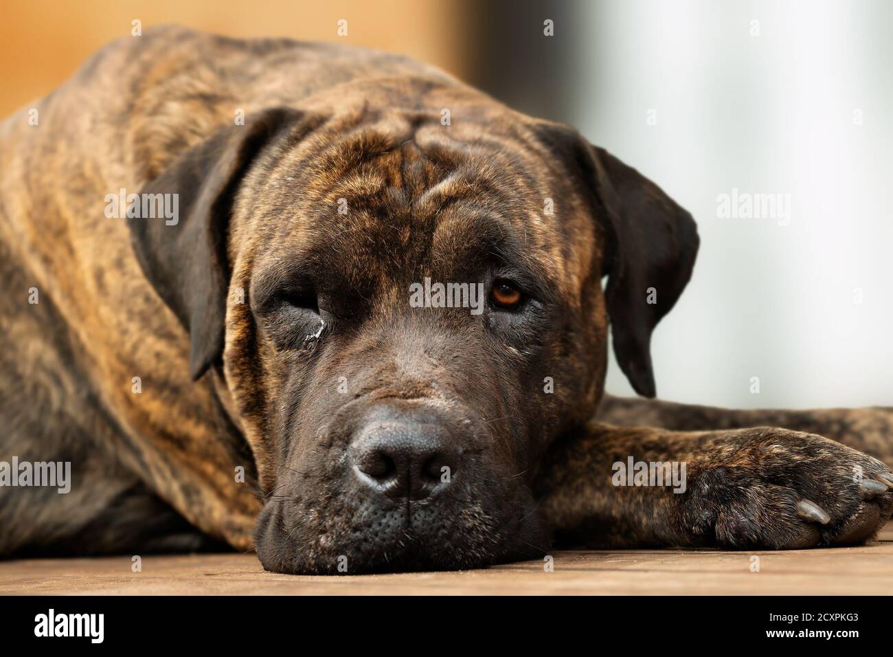 Can A Dog Survive With One Eye