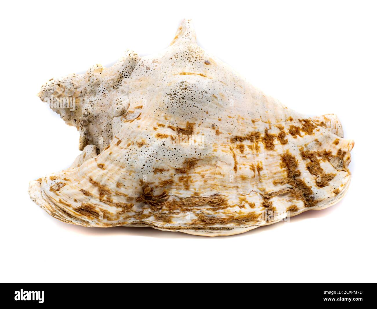 large snail clam isolated on white background Stock Photo - Alamy