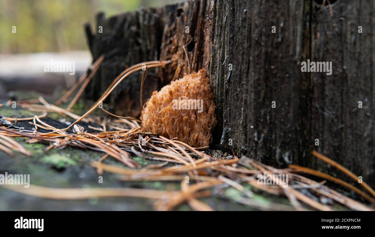 collection and use of wood polypores in forests Stock Photo - Alamy
