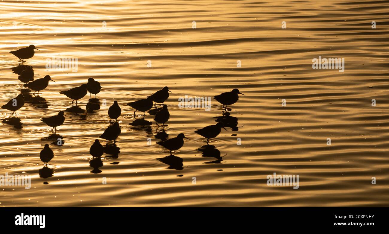 Pretty landscape birds water hi-res stock photography and images - Alamy