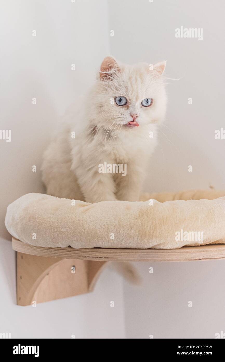 White persian cat sitting in different places and playing Stock Photo ...