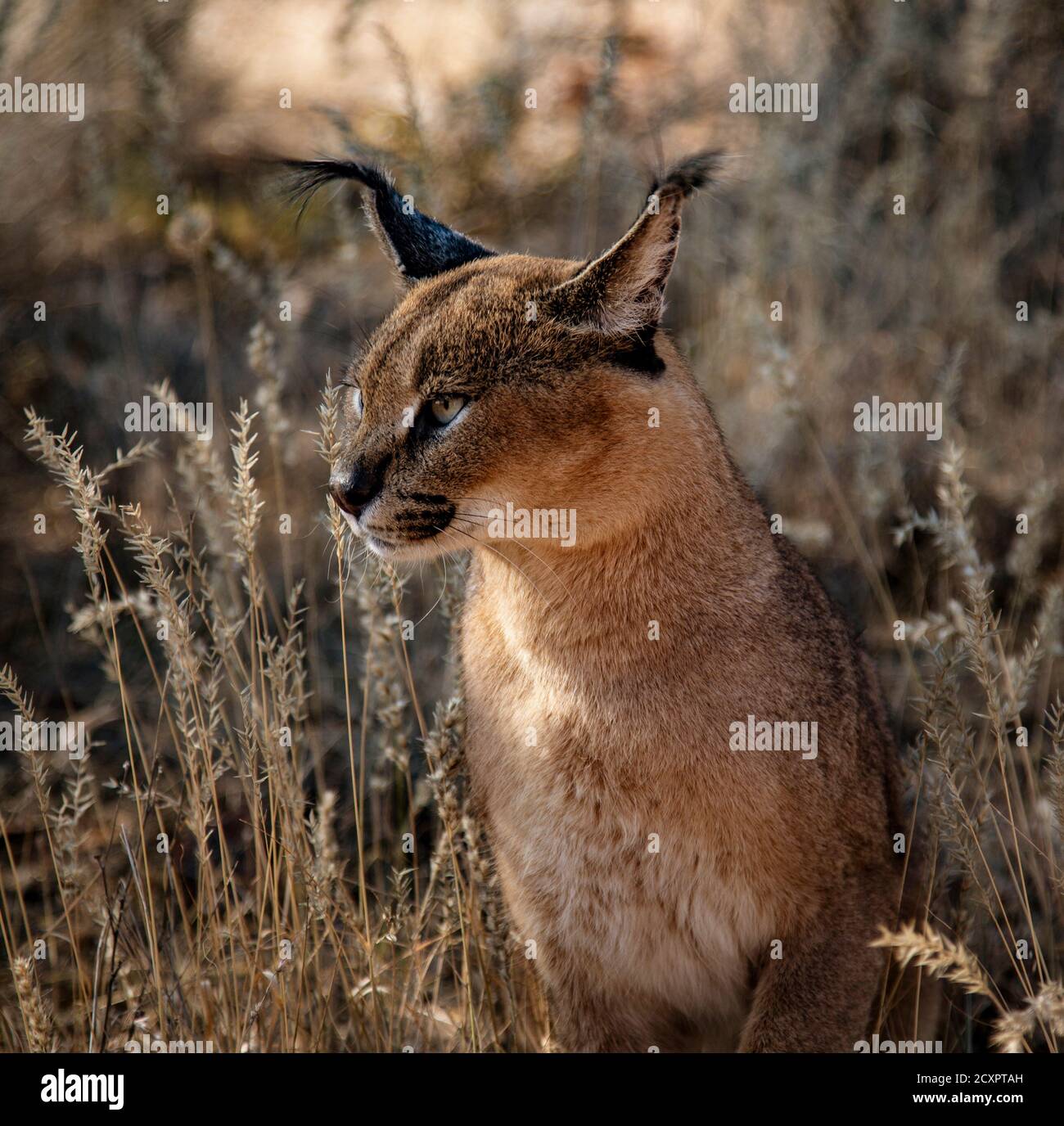 Caracal cat scans his surroundings for food Stock Photo - Alamy