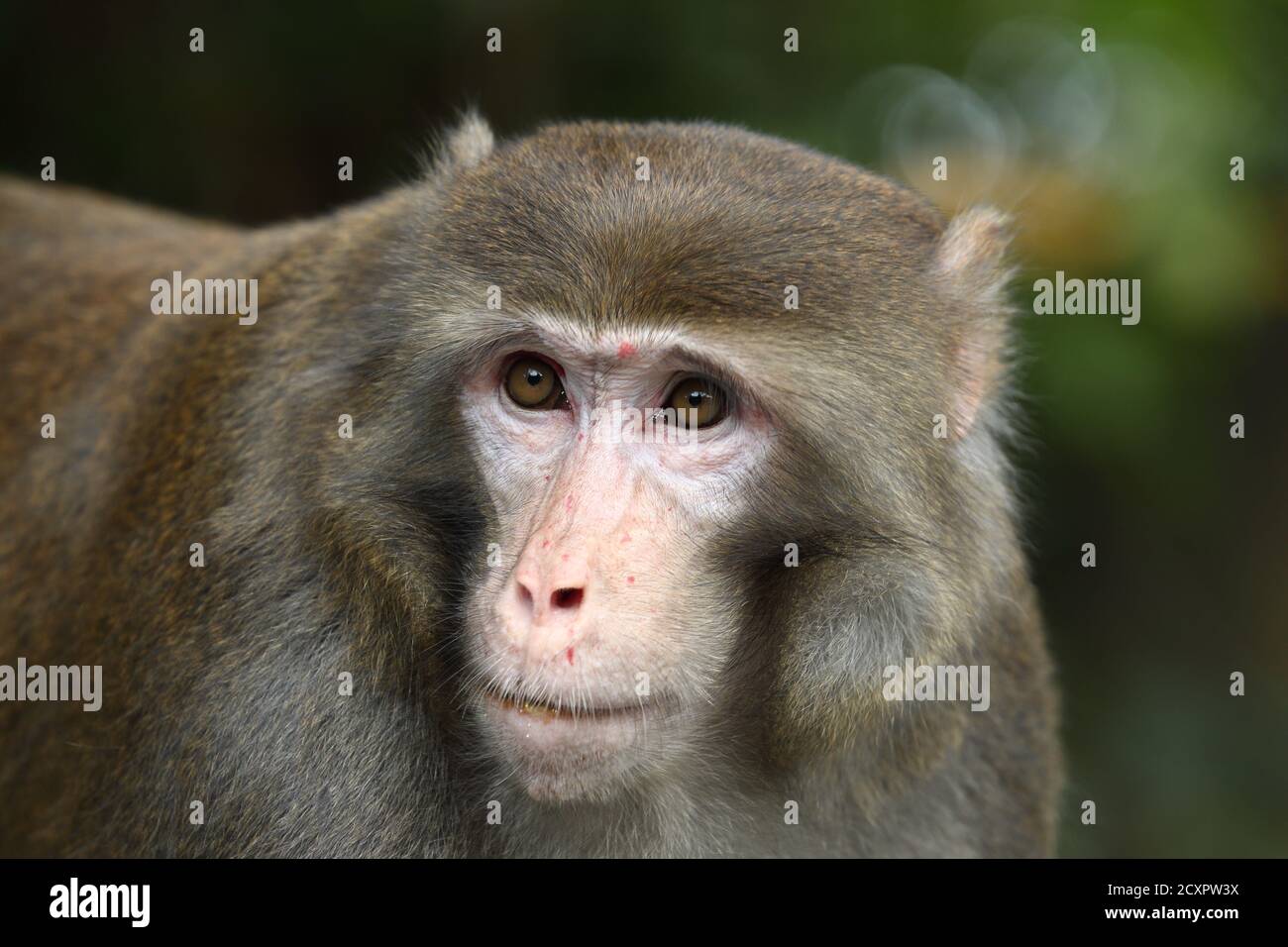 Hong Kong Monkey High Resolution Stock Photography and Images - Alamy