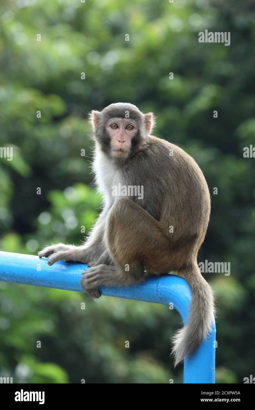 Hong kong monkey hi-res stock photography and images - Alamy