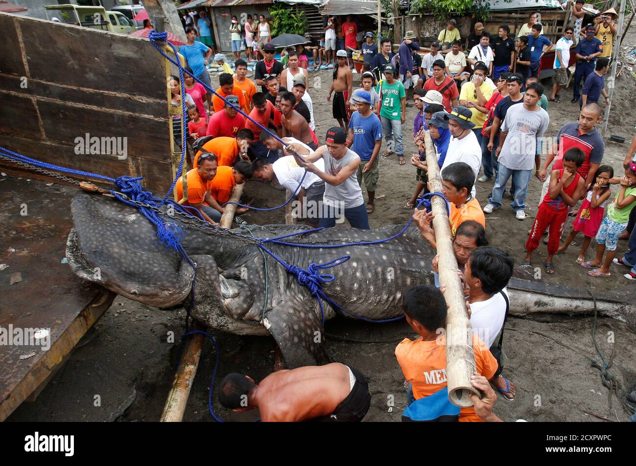 Shark whale 72 hi-res stock photography and images - Alamy
