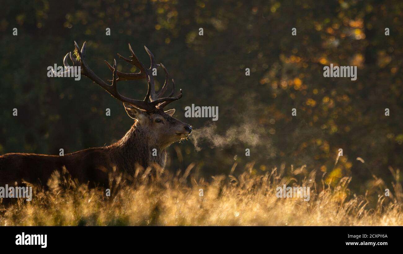 Tatton park cheshire hi-res stock photography and images - Alamy