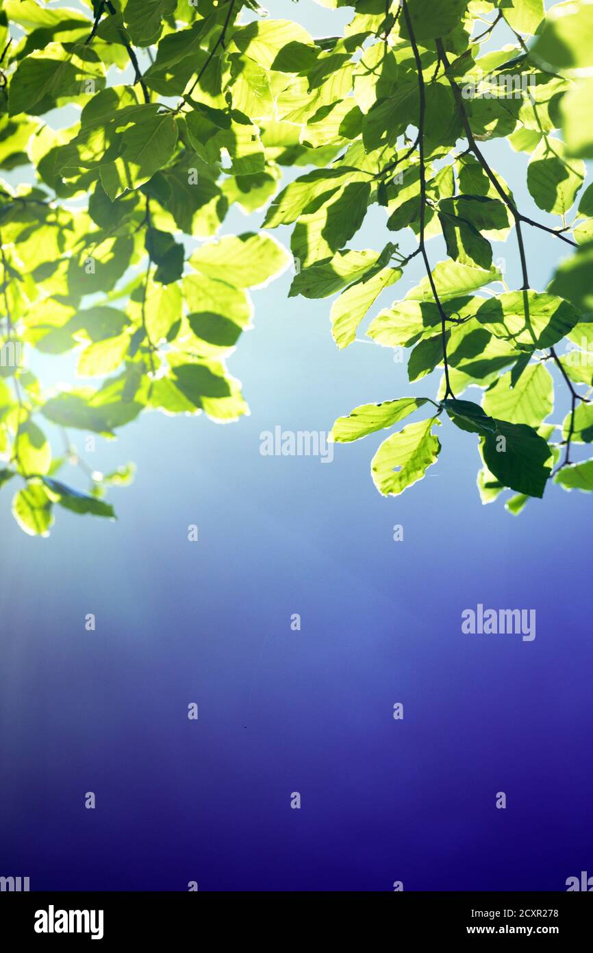 magical frame from the leaves of a tree. beautiful background Stock ...