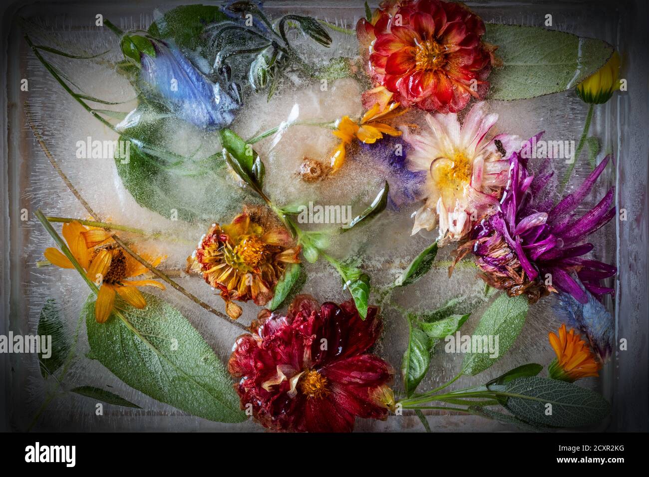 frozen blossoms in ice Stock Photo - Alamy