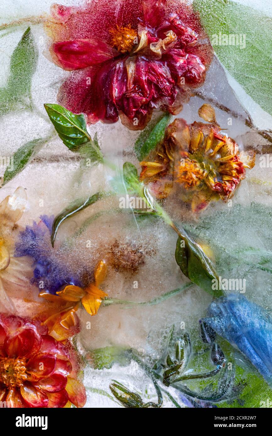 frozen blossoms in ice Stock Photo - Alamy