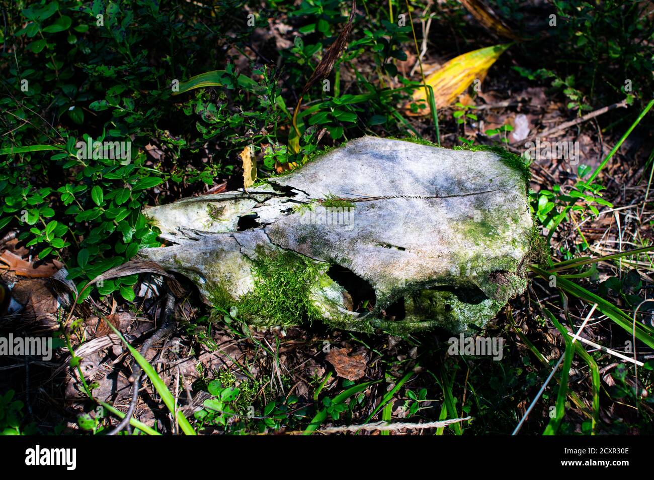 Animal skull in the green grass in the forest. Elk skull covered with ...