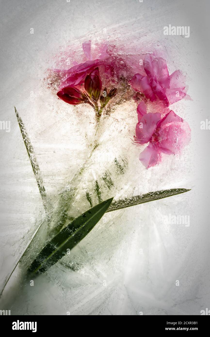 frozen blossoms in ice Stock Photo - Alamy