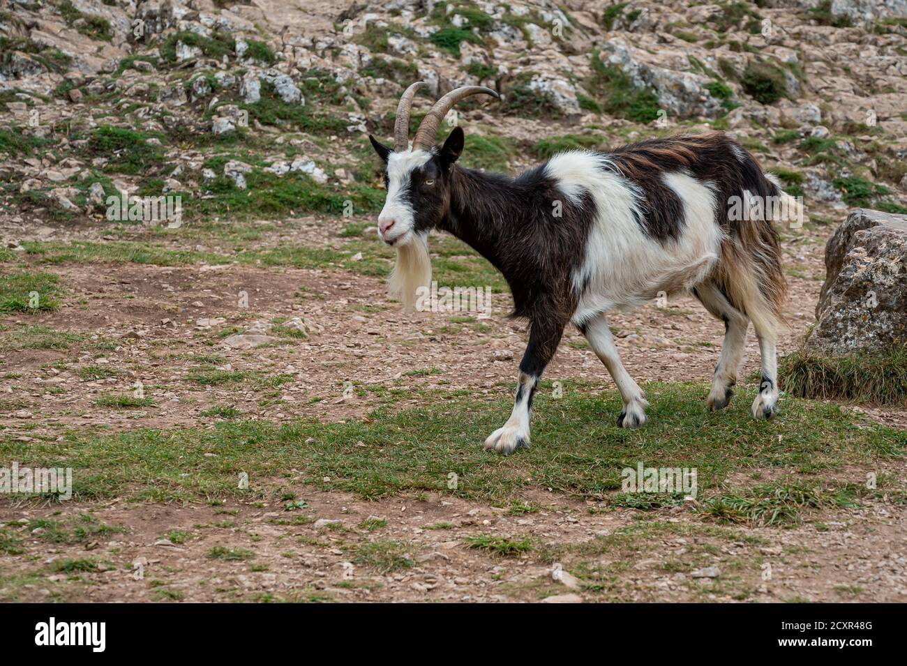 Wild British Primitive Feral Goat in the Mendip Hills, Somerset Stock ...