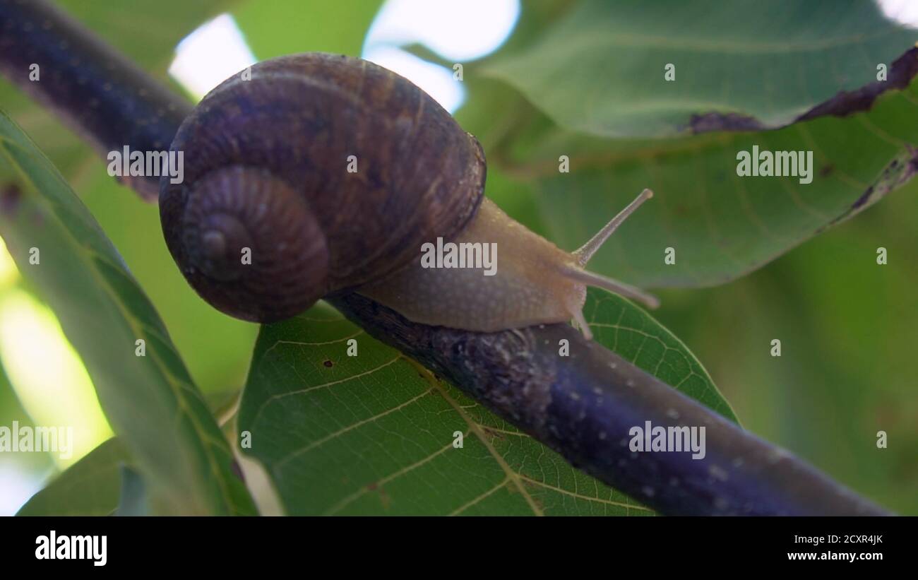 Plastic snail hi-res stock photography and images - Alamy