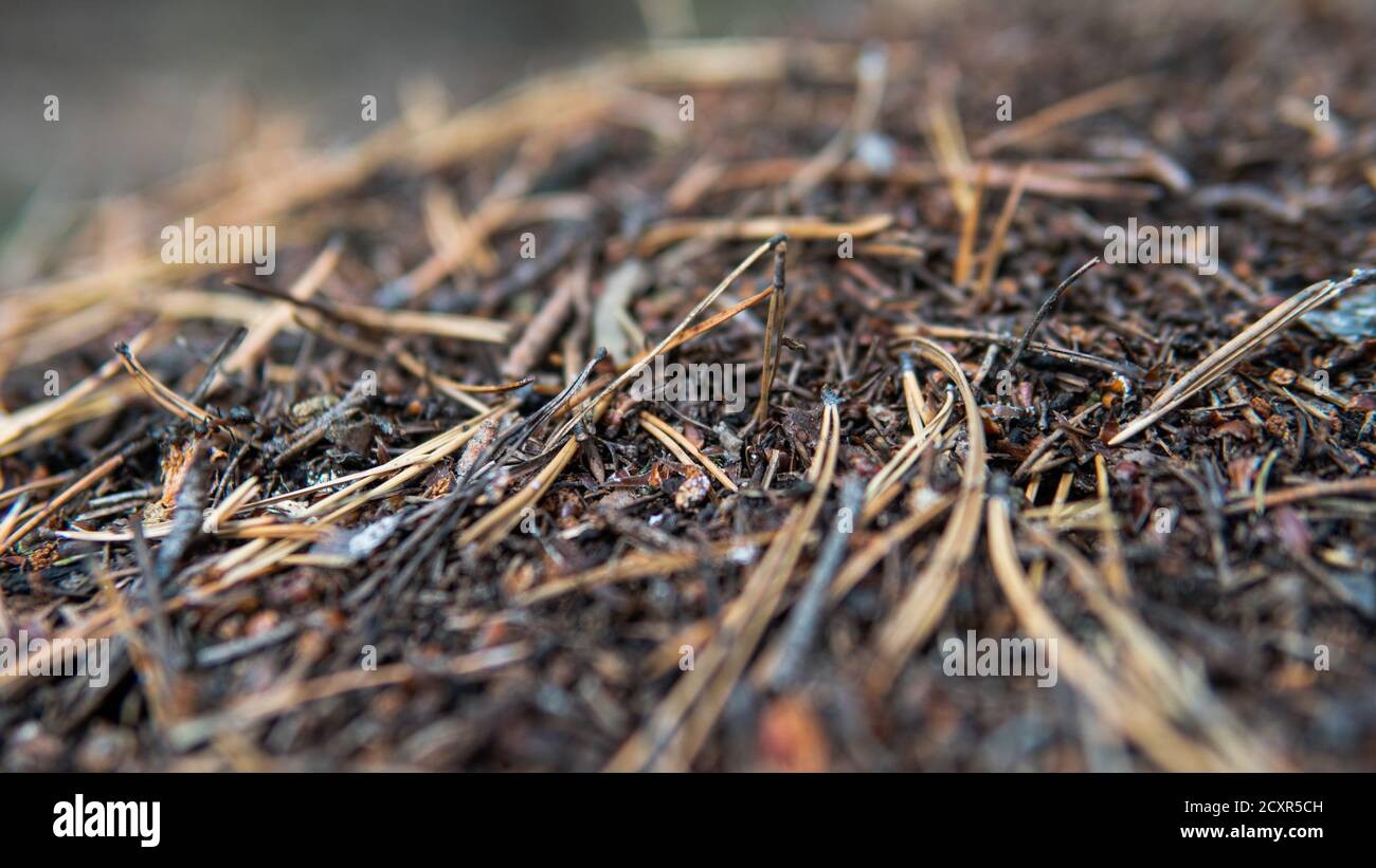 Ants in habitats hi-res stock photography and images - Alamy