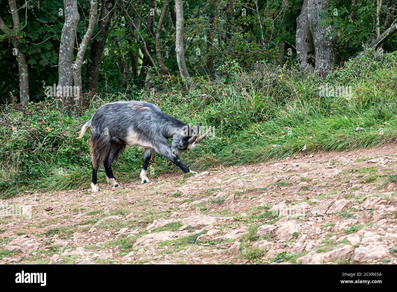 Wild British Primitive Feral Goat in the Mendip Hills, Somerset Stock ...