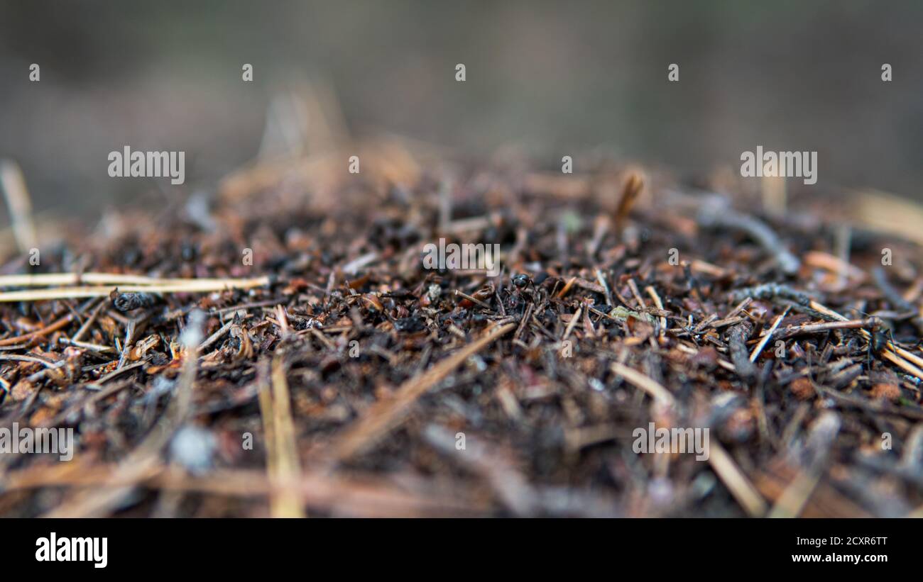 the nature of the habitat of forest ants in anthills Stock Photo - Alamy