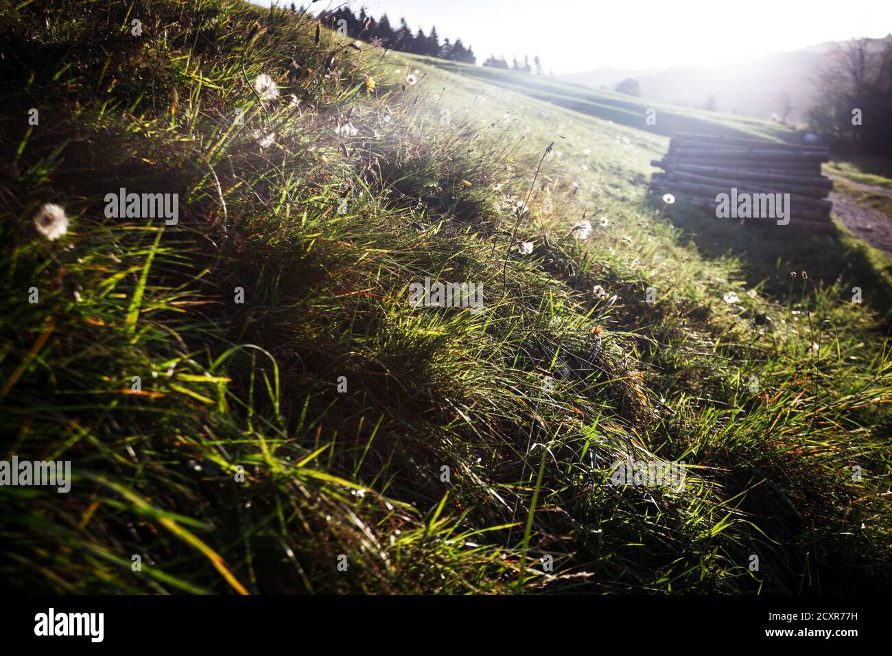 morning in the mountains. dandelions and a valley with mountains in the ...