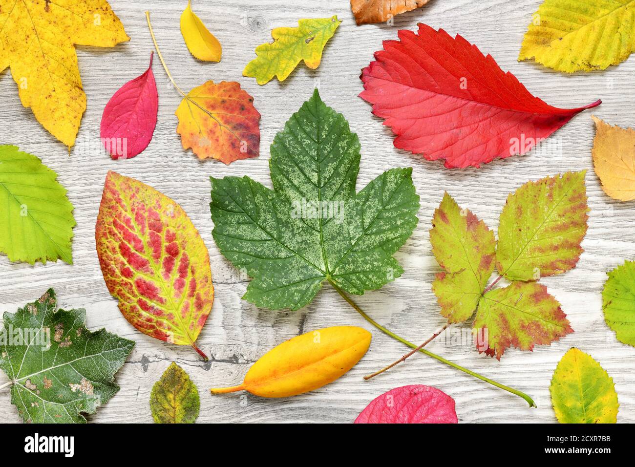 Trees with discolored leaves hi-res stock photography and images - Alamy