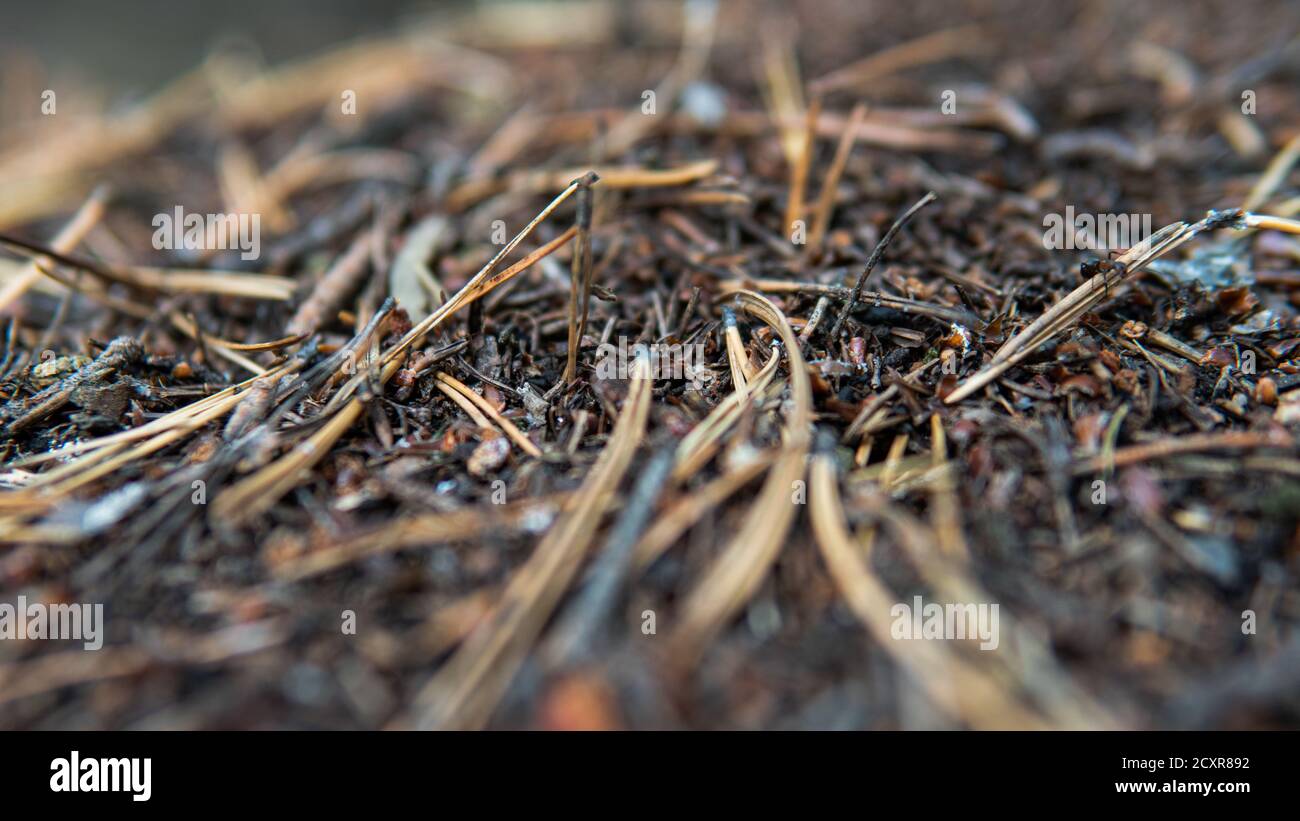 the nature of the habitat of forest ants in anthills Stock Photo - Alamy