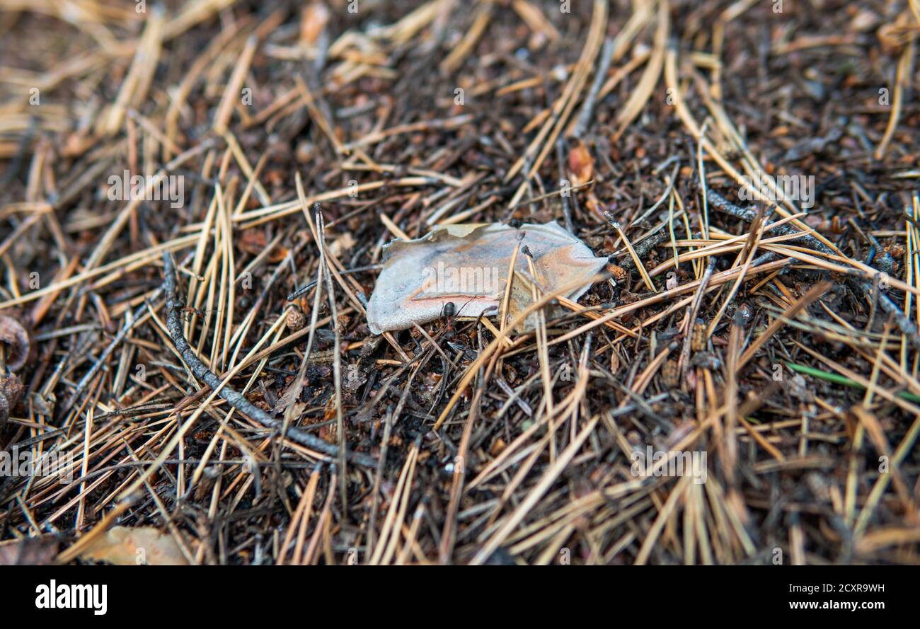 observation of the life and development of forest ants in their natural ...