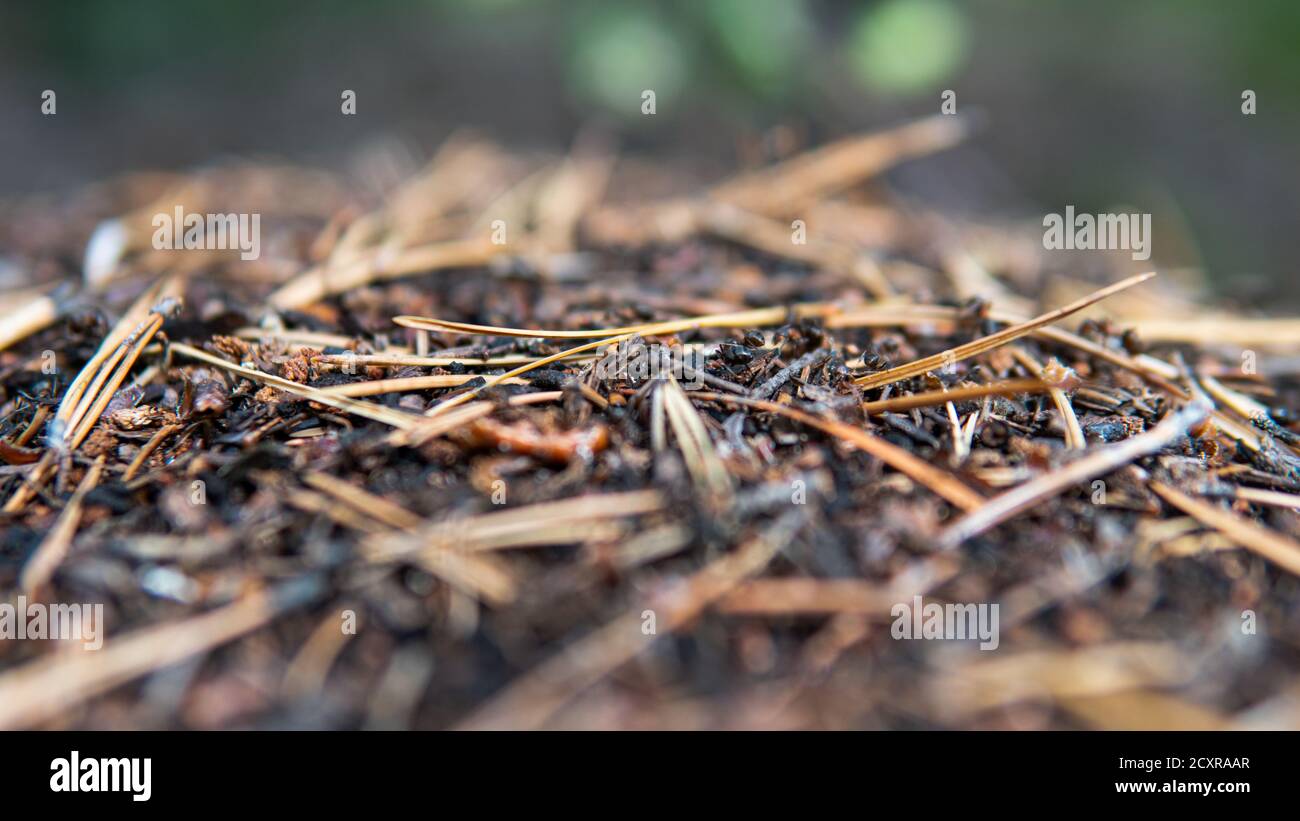 the nature of the habitat of forest ants in anthills Stock Photo - Alamy