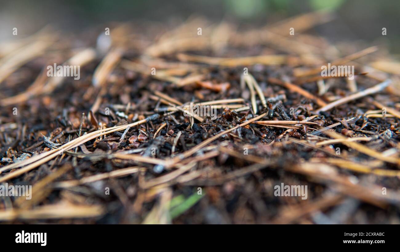 the nature of the habitat of forest ants in anthills Stock Photo - Alamy