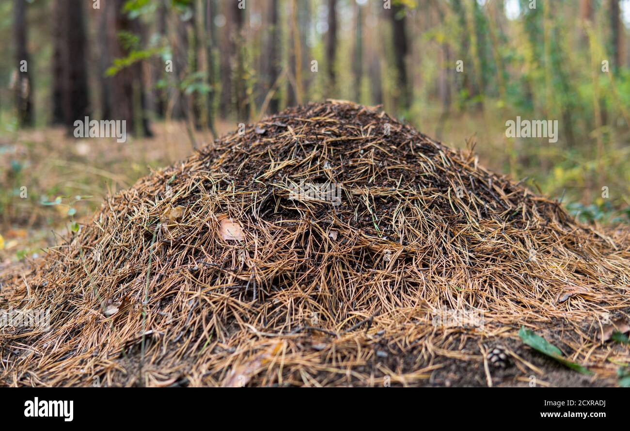 the nature of the habitat of forest ants in anthills Stock Photo - Alamy