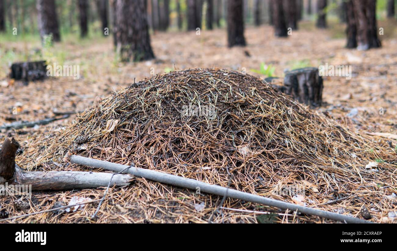 the nature of the habitat of forest ants in anthills Stock Photo - Alamy
