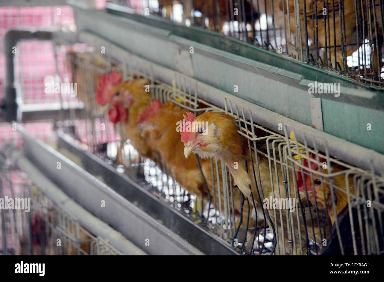 Chickens in a Hong Kong chicken farm, 2020. 香港新界養雞場 Stock Photo - Alamy
