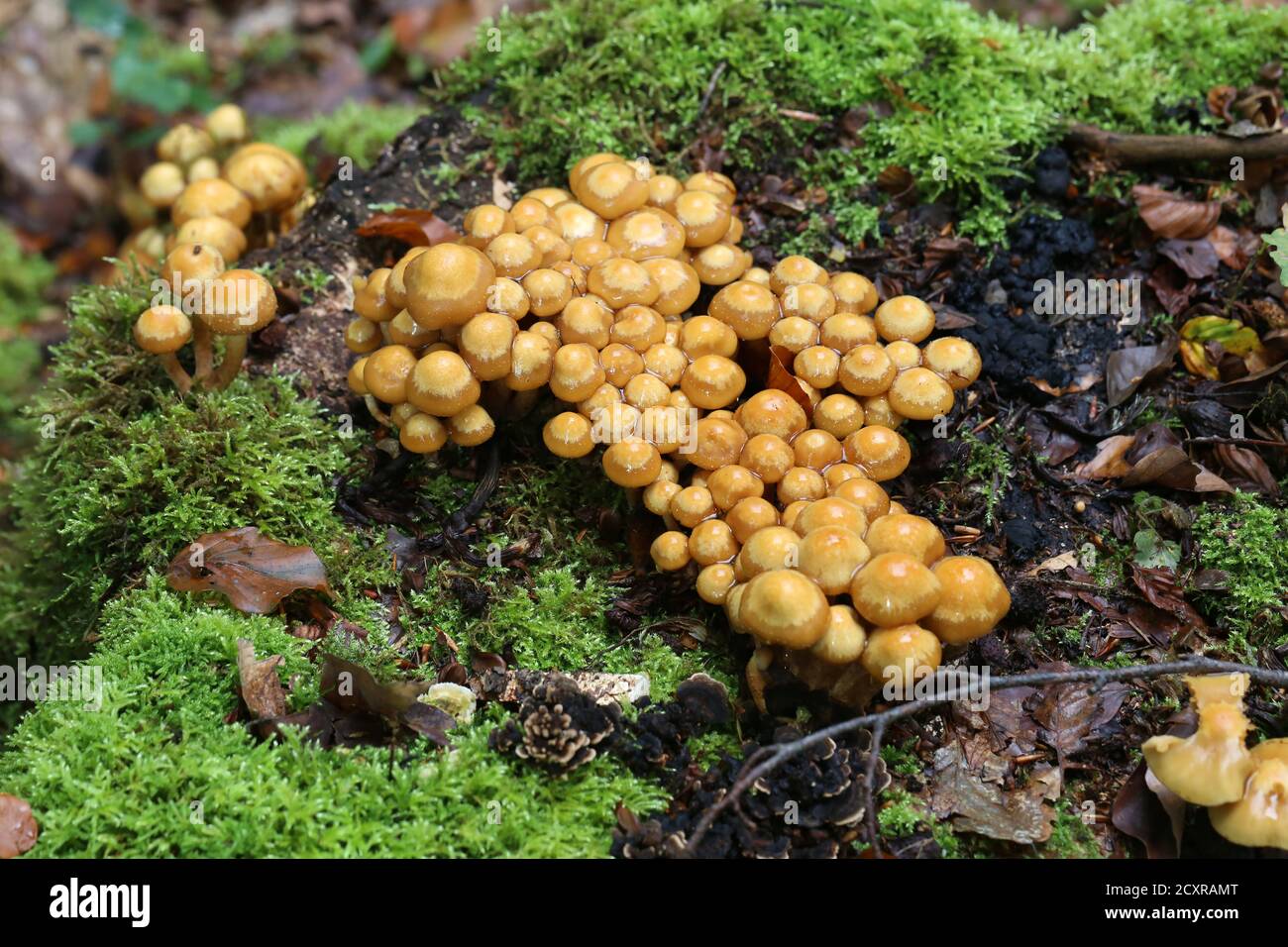Woodtufts hi-res stock photography and images - Alamy