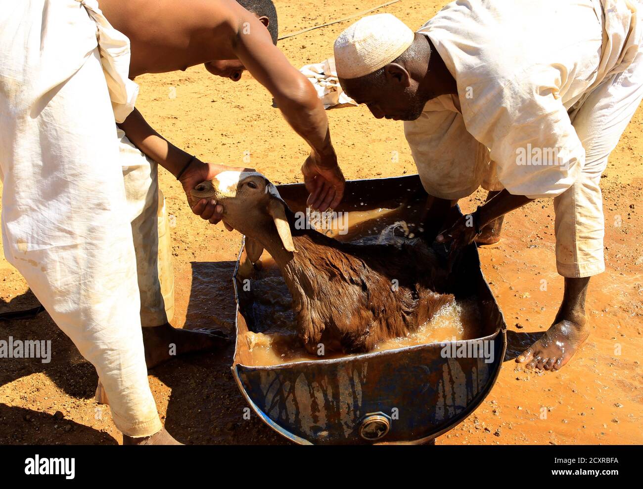Shepherds washing sheep hi-res stock photography and images - Alamy