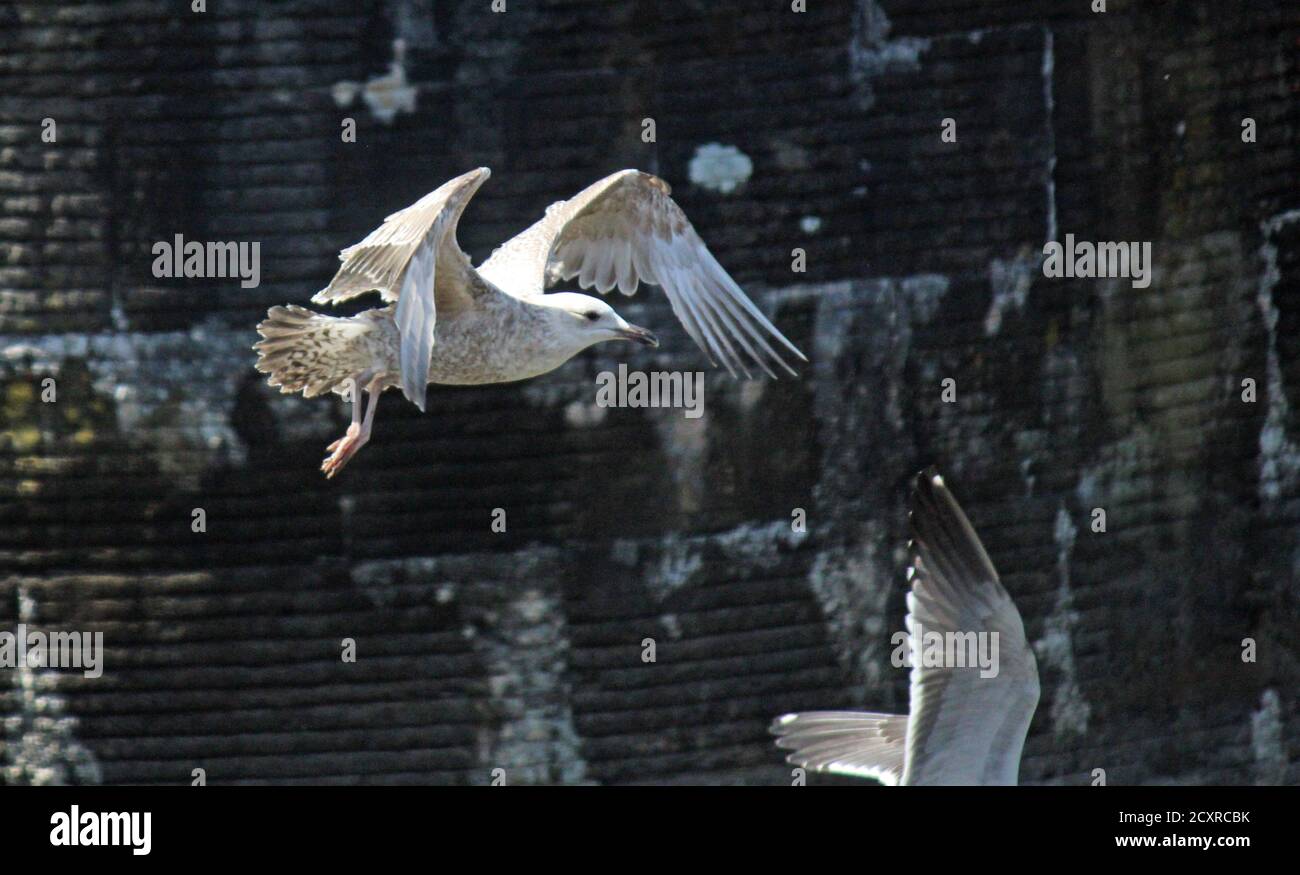 Dock flight hi-res stock photography and images - Alamy