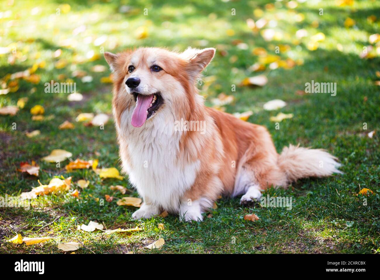 corgi fluffy close up portrait at the outdoor Stock Photo - Alamy