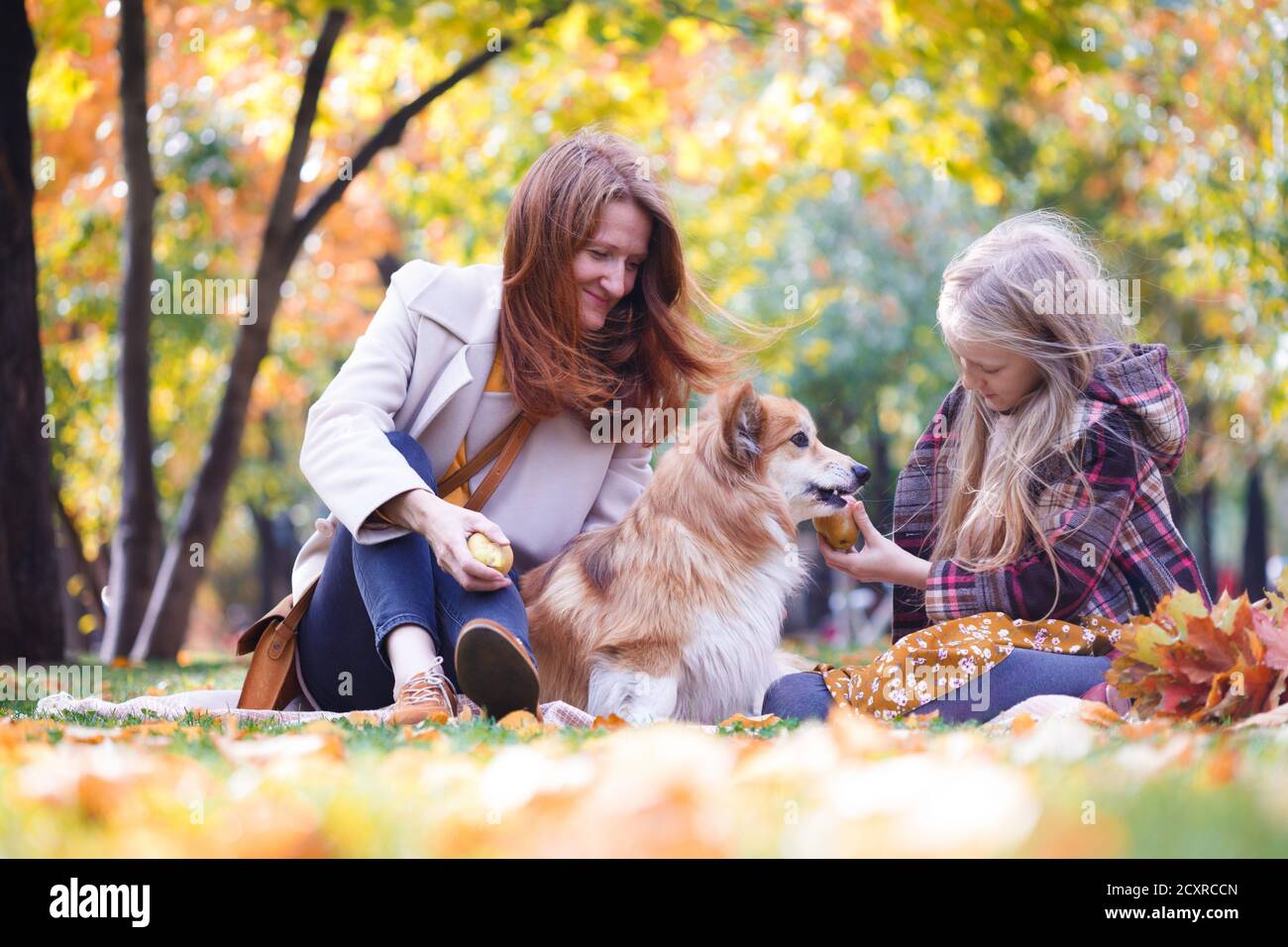 dog in the family - beautiful corgi fluffy on green lawn and mother ...