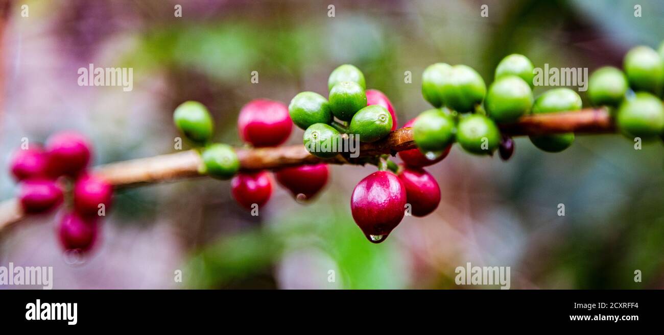 Ecuador coffee plantation harvest hi-res stock photography and images ...