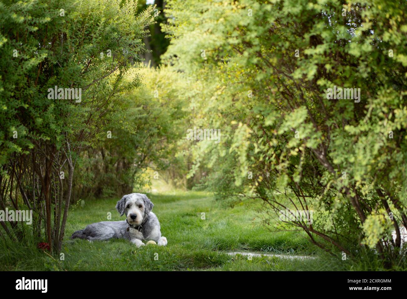 Happy in bushes hi-res stock photography and images - Alamy