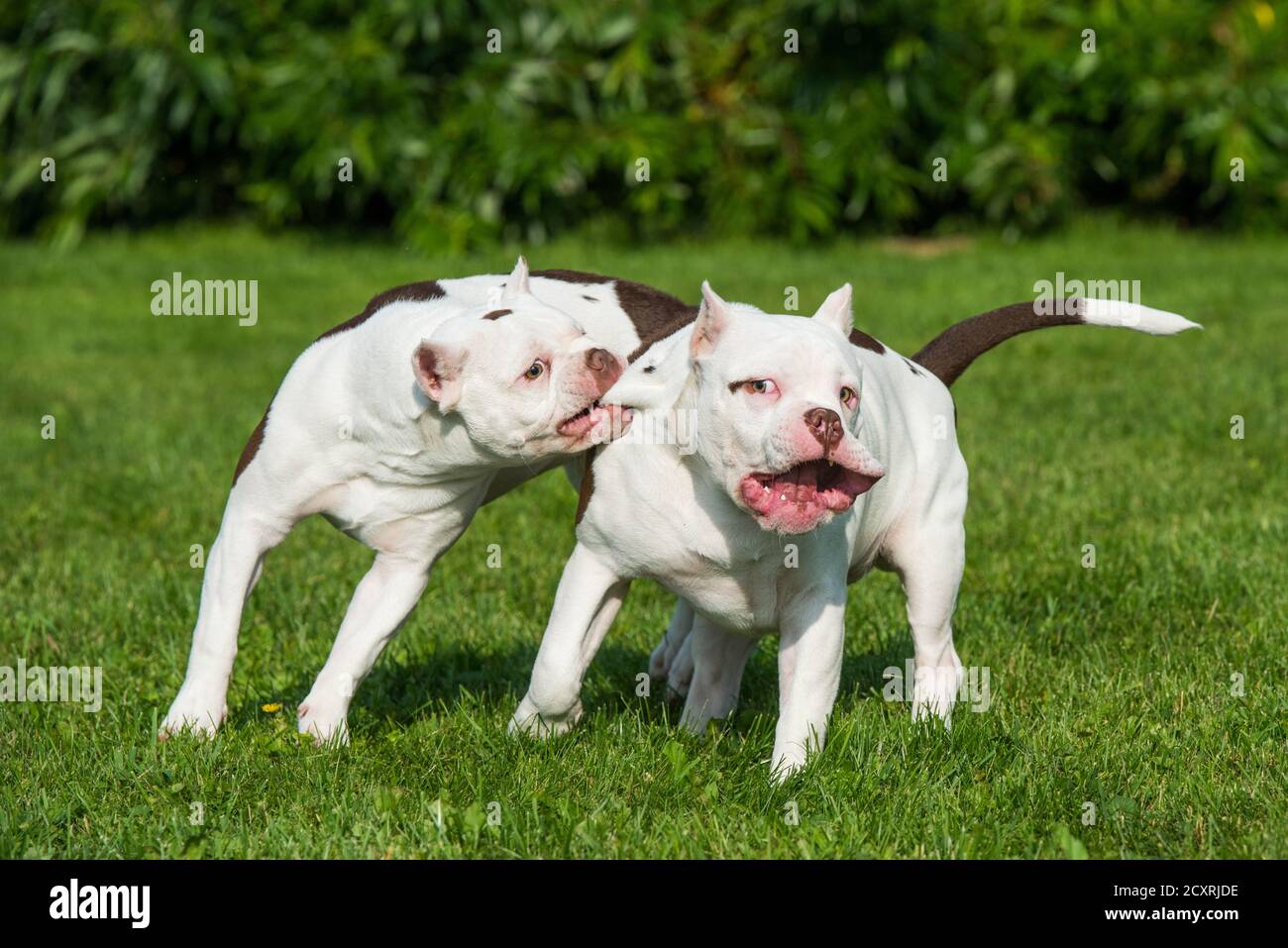 Two American Bully puppies dogs are playing Stock Photo - Alamy