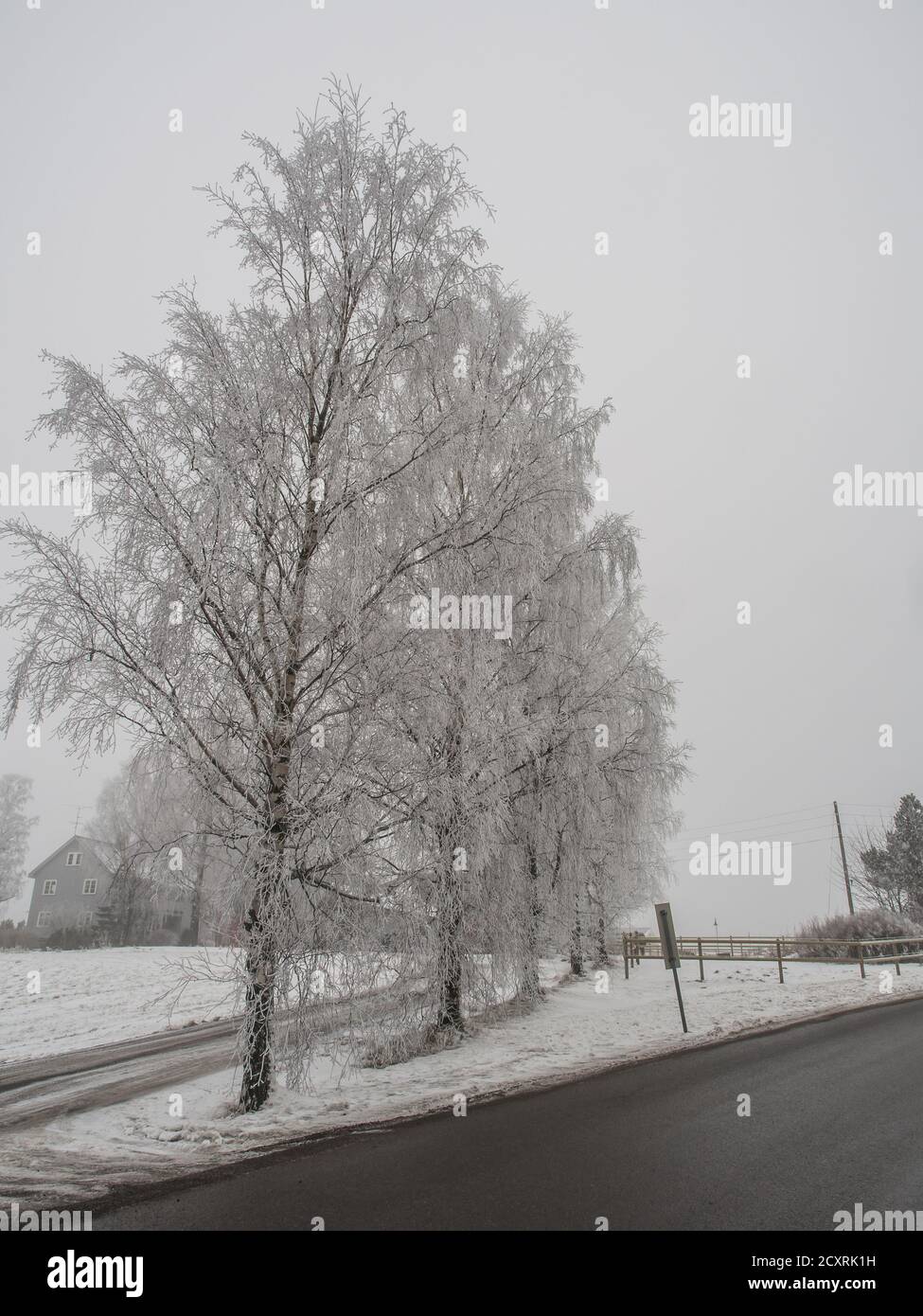 White, frosted trees in winter Stock Photo - Alamy