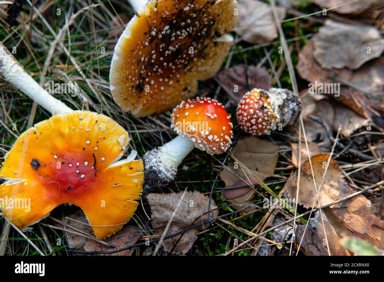 Amanita muscaria poisonous psychoactive mushroom of the genus Amanita ...