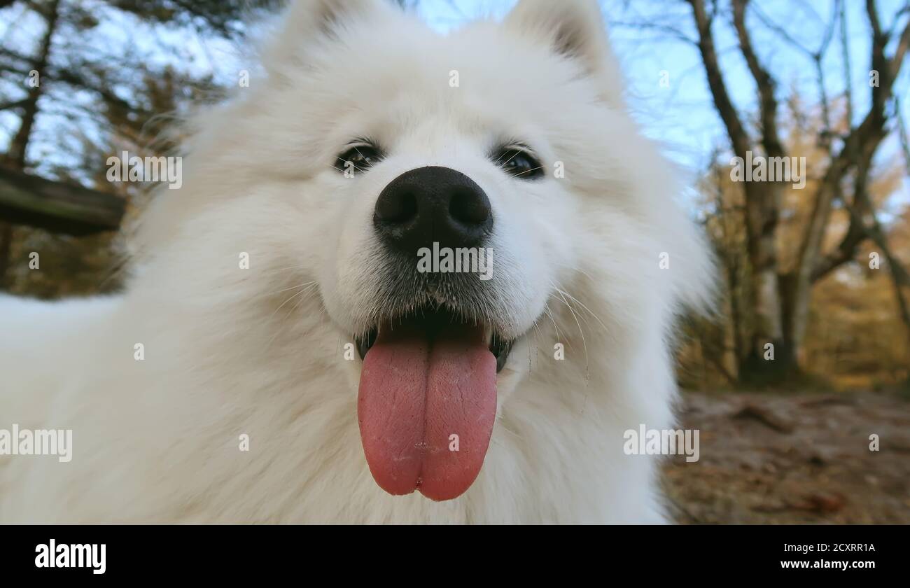 Samoyed close up hi-res stock photography and images - Alamy