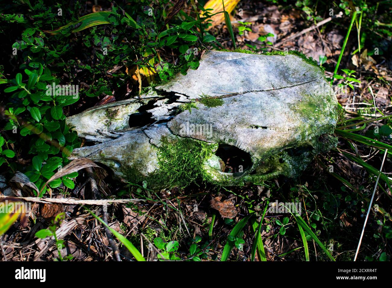 Animal skull in the green grass in the forest. Elk skull covered with ...