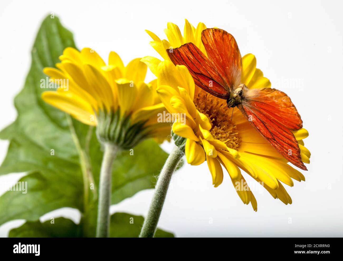 Orange Albatross Butterfly on Gerbera Daisy flower Stock Photo - Alamy