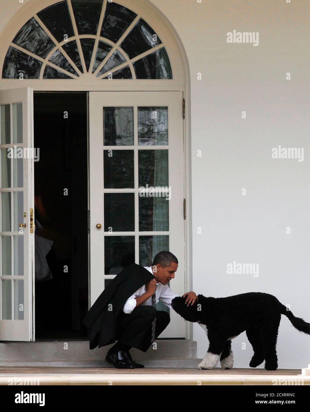 Bo dog obama hi-res stock photography and images - Alamy