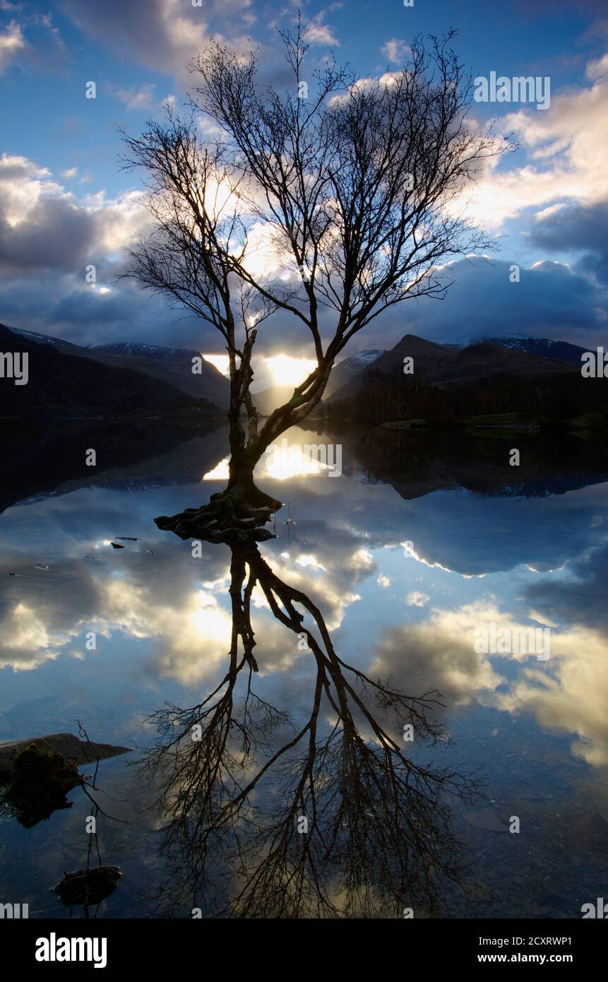 Tree at Padarn Lake, Llanberis, Eryri, Gwynedd, North Wales, United ...