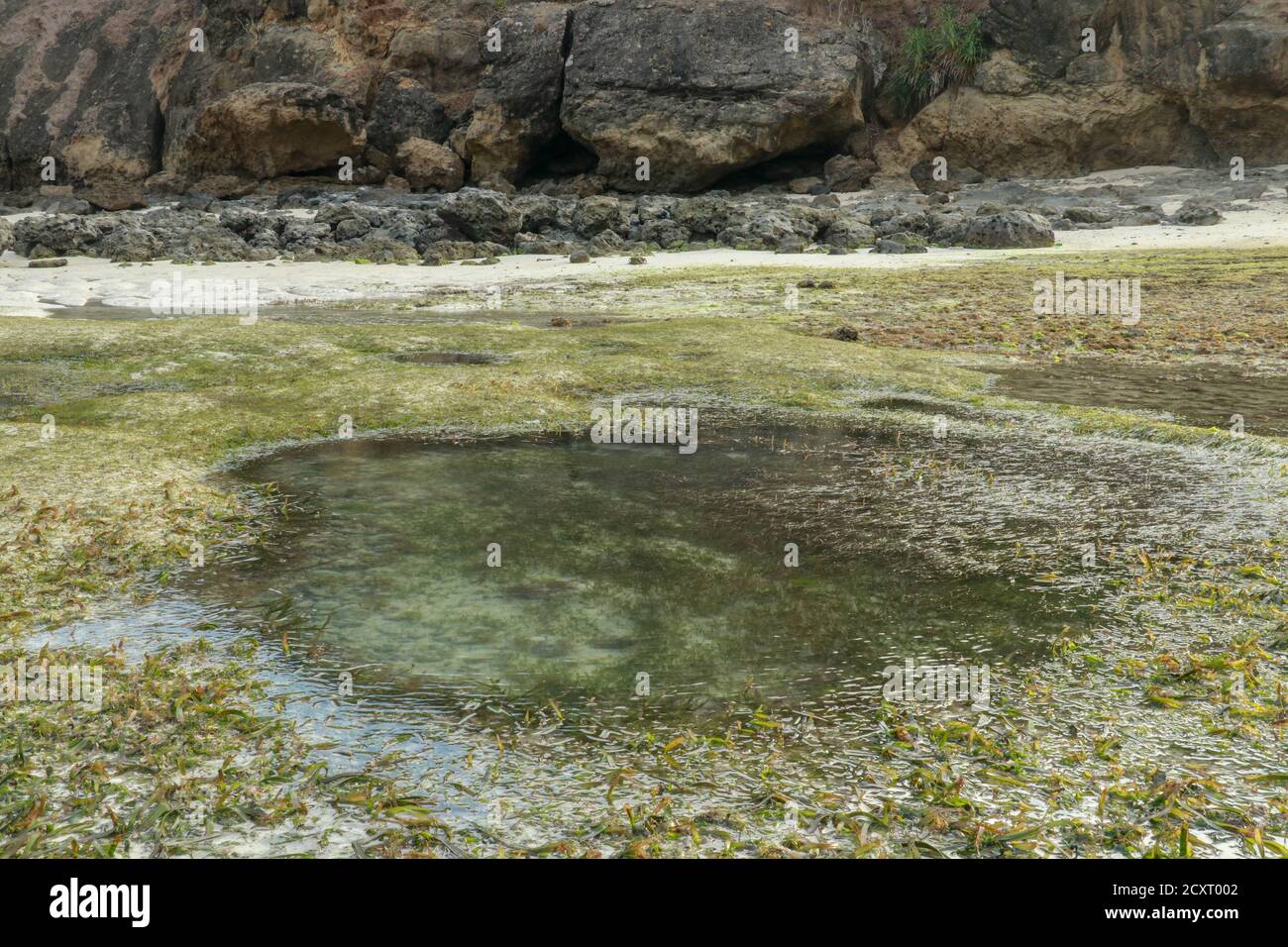Asilomar state park hi-res stock photography and images - Alamy