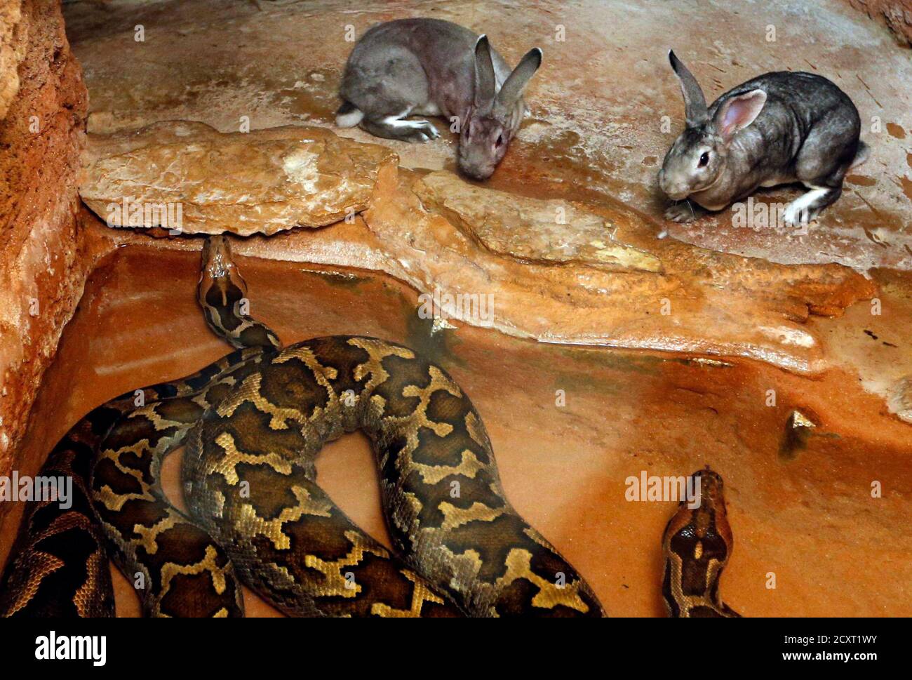 Tons of rabbits hi-res stock photography and images - Alamy