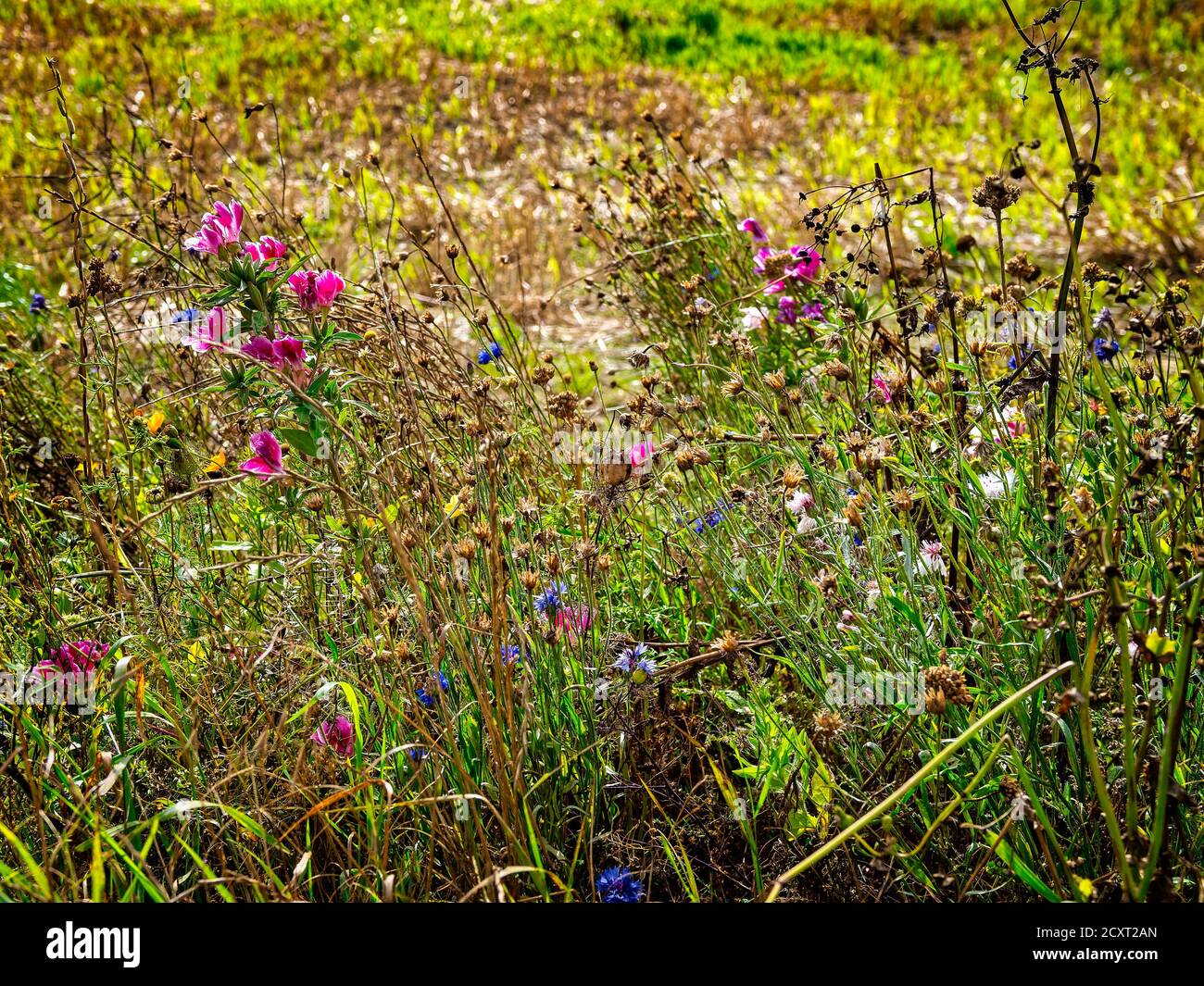 Natural wild flowers in a field in Denmark Stock Photo - Alamy